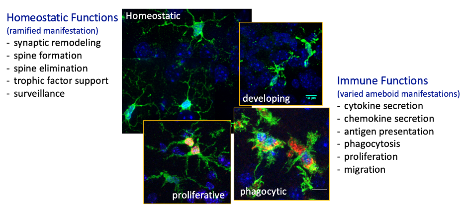 Dr. Hiyaa Ghosh - Research | NCBS