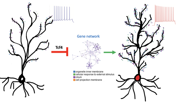 Dr. Hiyaa Ghosh - Research | NCBS
